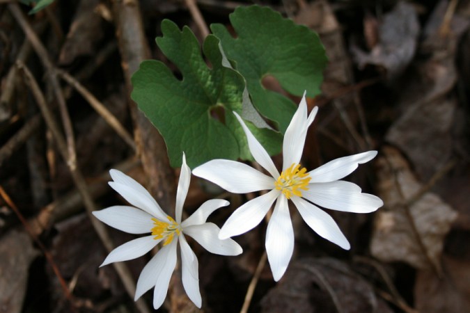 Wisdom of the Plant Devas | Herbal Medicine for a New Earth