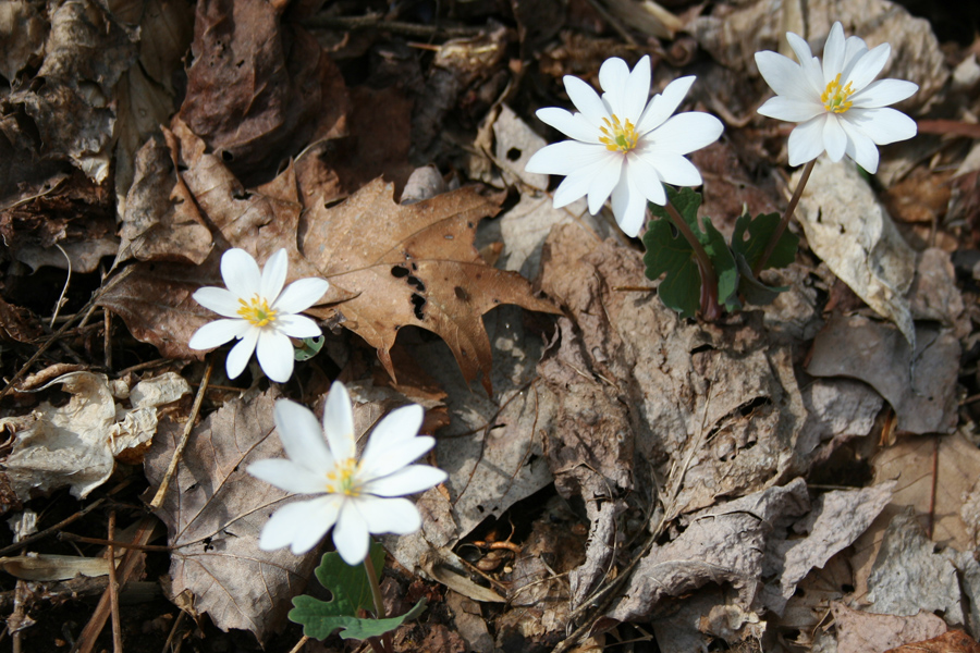 Wisdom of the Plant Devas | Herbal Medicine for a New Earth