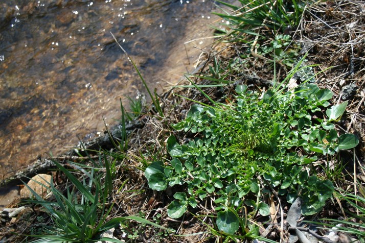 Creecy Greens | Wisdom of the Plant Devas
