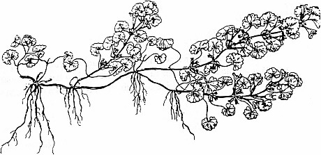 Meet Creeping Charlie | Wisdom of the Plant Devas
