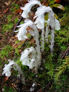 Ghost Pipe: A Hauntingly Rare Plant for Physical and Emotional Pain ...