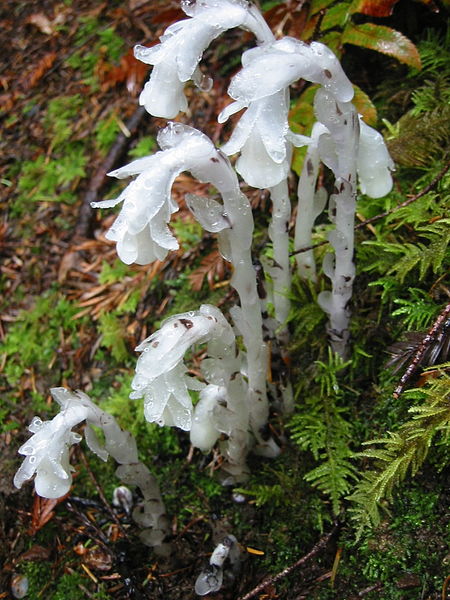 Ghost Pipe: A Hauntingly Rare Plant for Physical and Emotional Pain ...